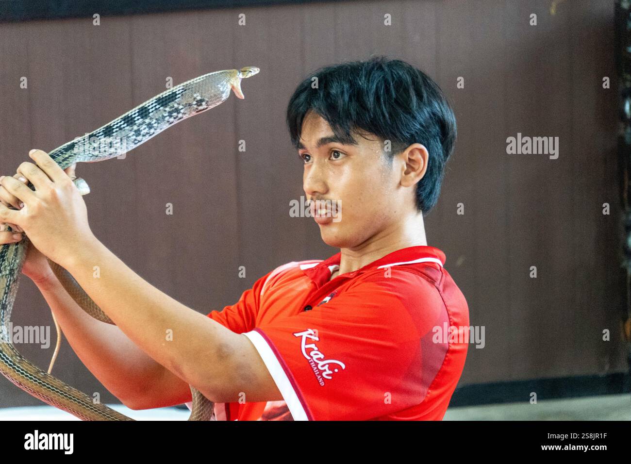 Bangkok, thailand - Dec 25 2024: a thai jumping jungle snake Stock ...