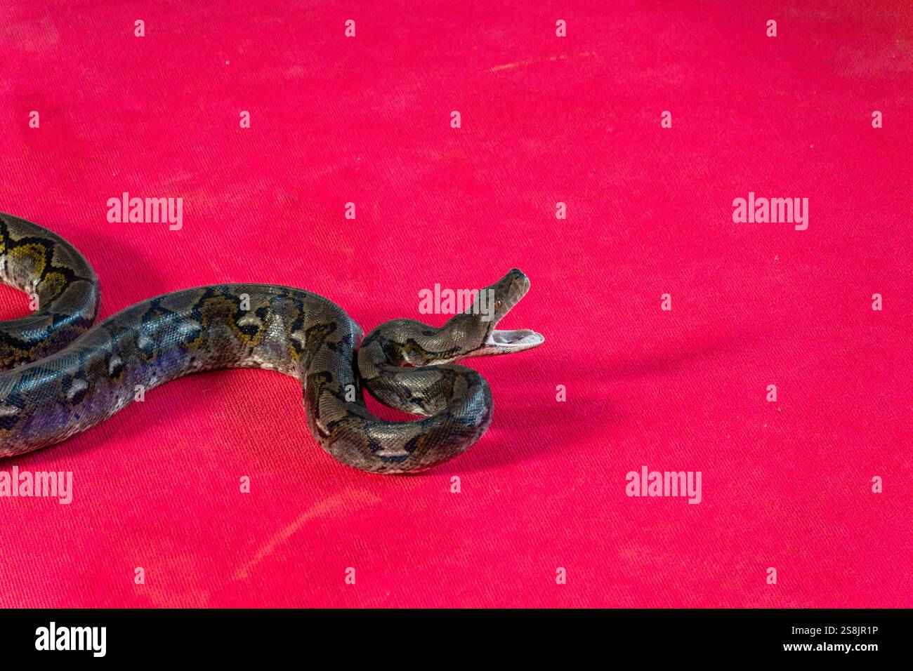 A snake moves gracefully on a vibrant red surface, its scales blending ...