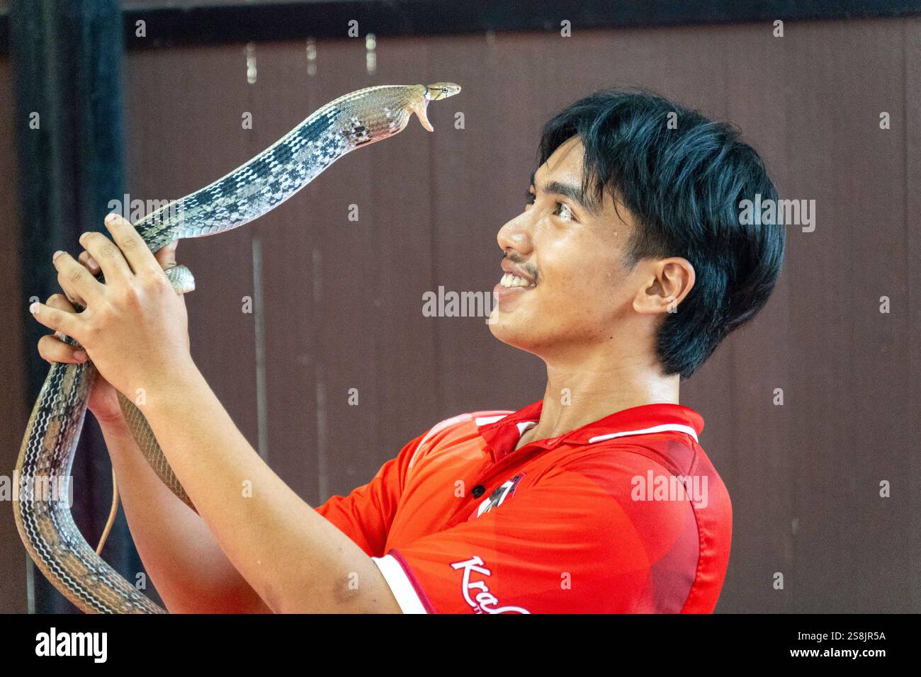 Bangkok, thailand - Dec 25 2024: a thai jumping jungle snake Stock ...