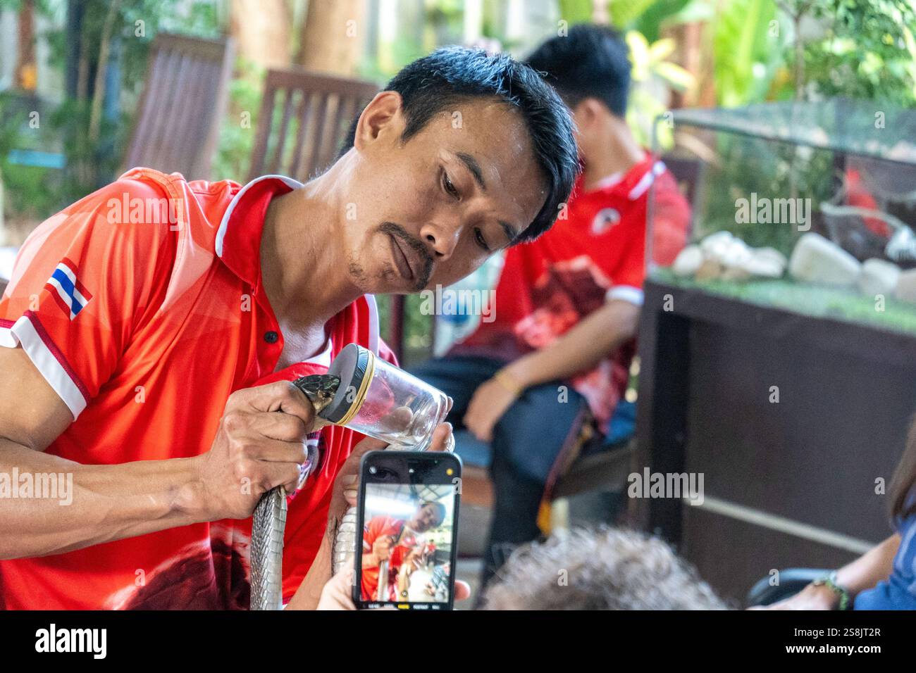 Krabi, thailand - Dec 24 2024: getting venom from a cobra Stock Photo ...