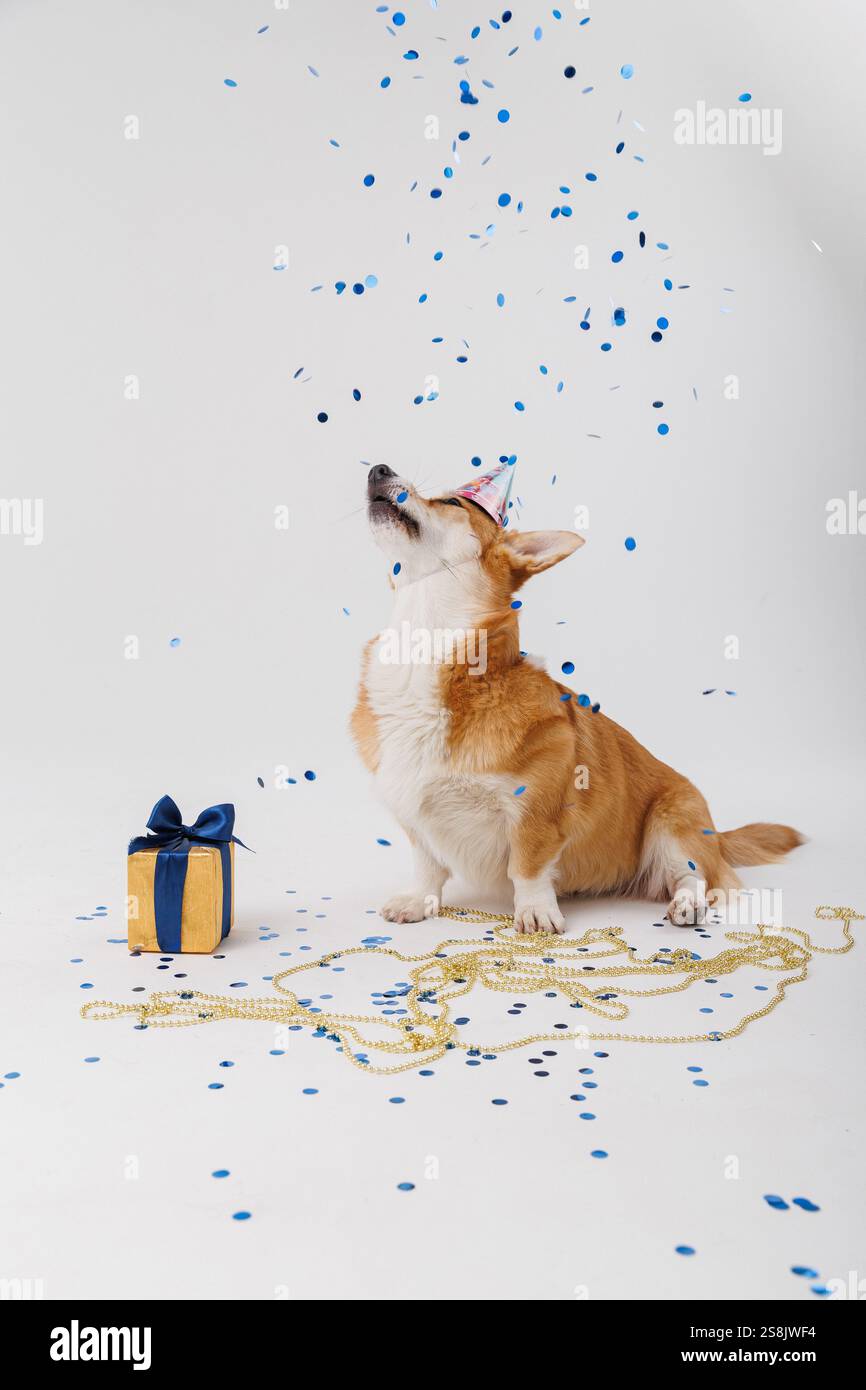 Corgi dog celebrating with a gift and blue confetti, festive fun and ...