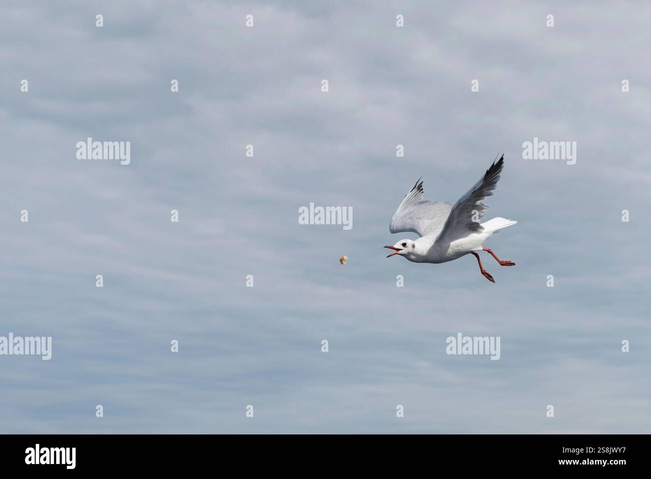 Black Headed Gull in winter plumage catching food in mid air Stock ...