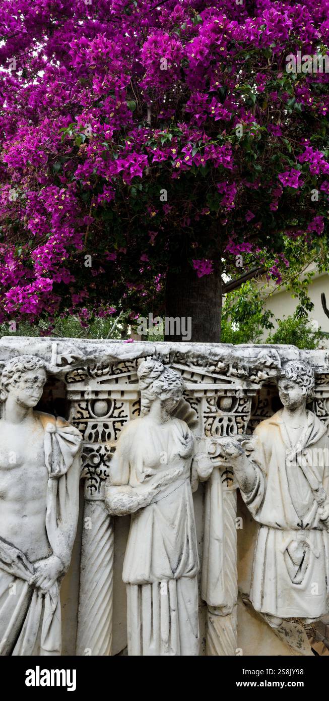 Tree at archeological museum, Antalya, Turkey Stock Photo - Alamy