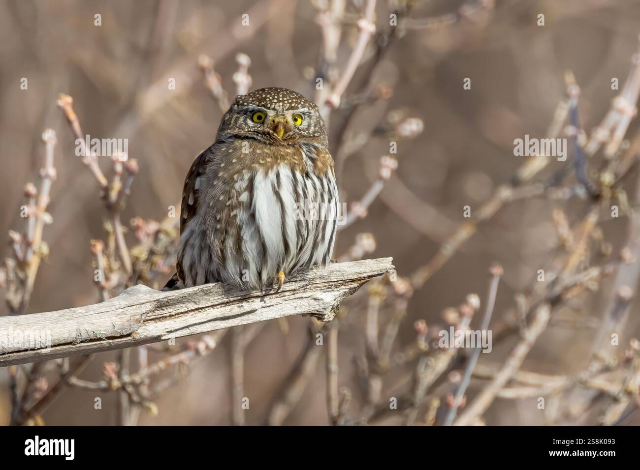 Chilling Pygmy Owl Stock Photo - Alamy