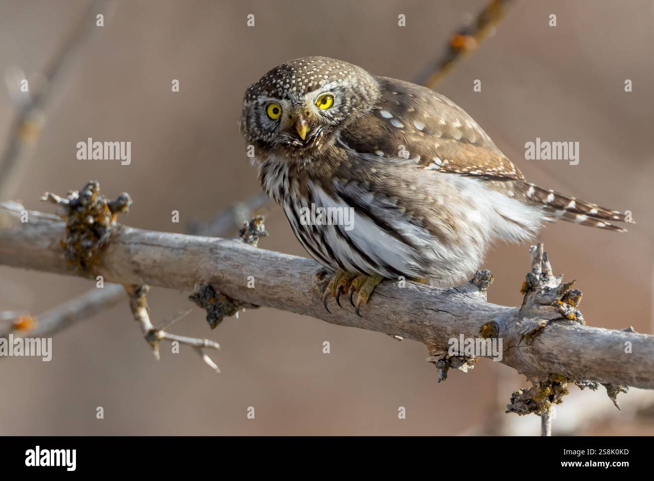 Watching Northern Pygmy Owl Stock Photo - Alamy