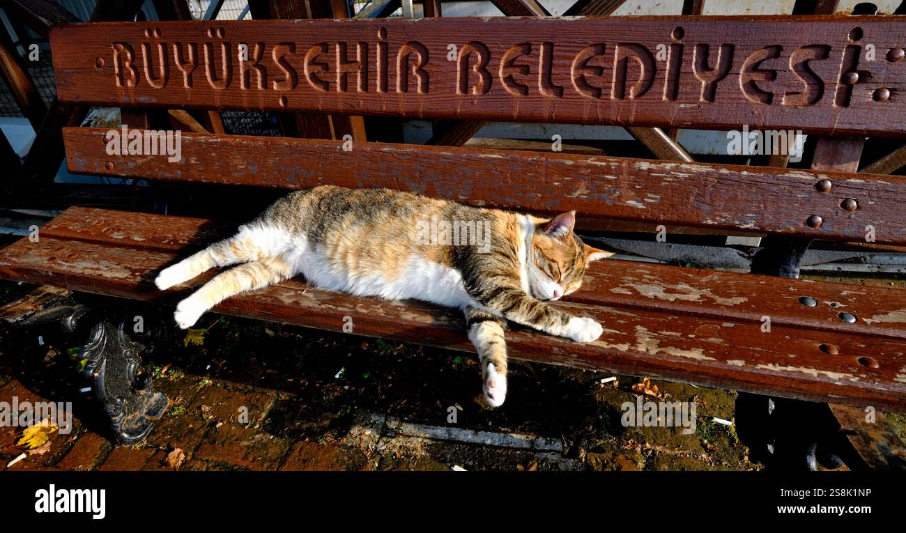 Close up cat sleeping hi-res stock photography and images - Alamy
