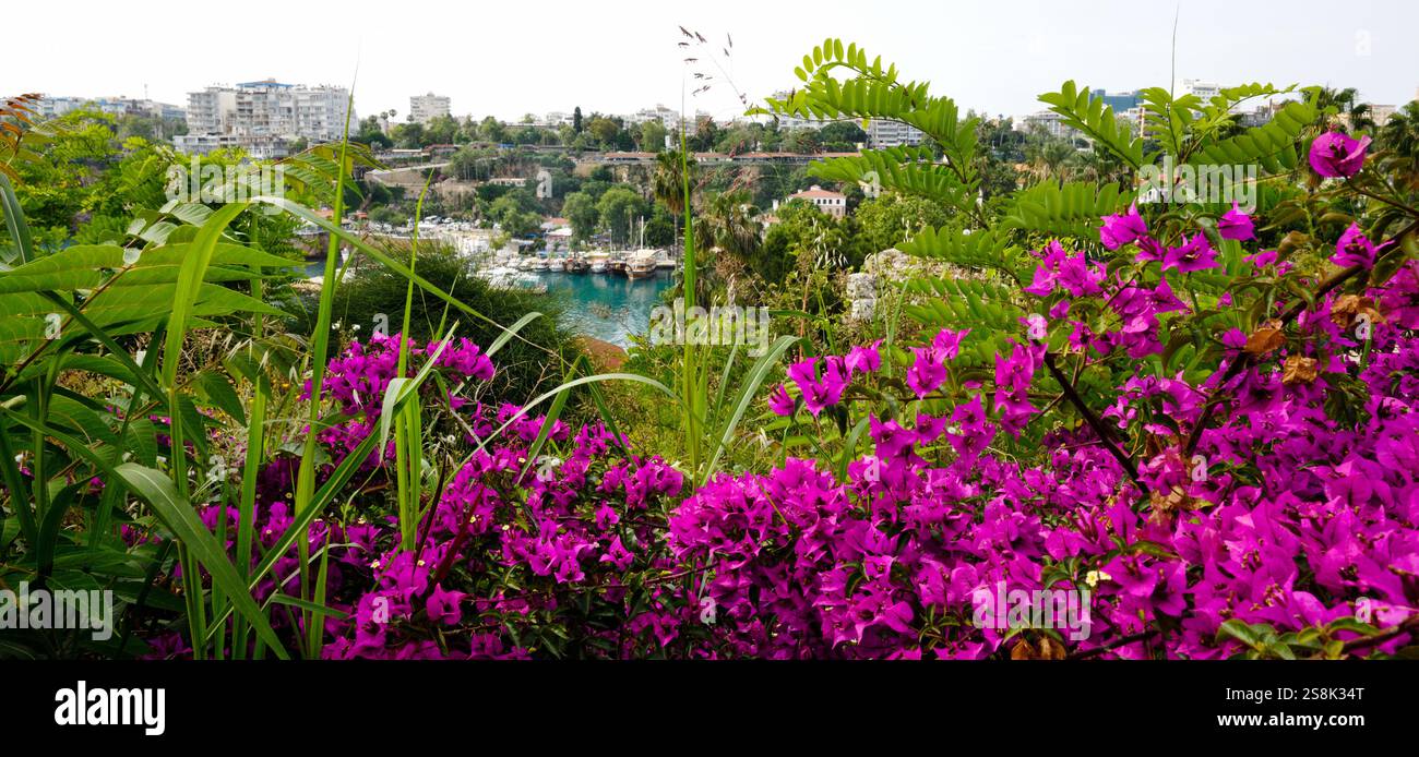 Bougainvillea flowers in Antalya, Turkey Stock Photo - Alamy