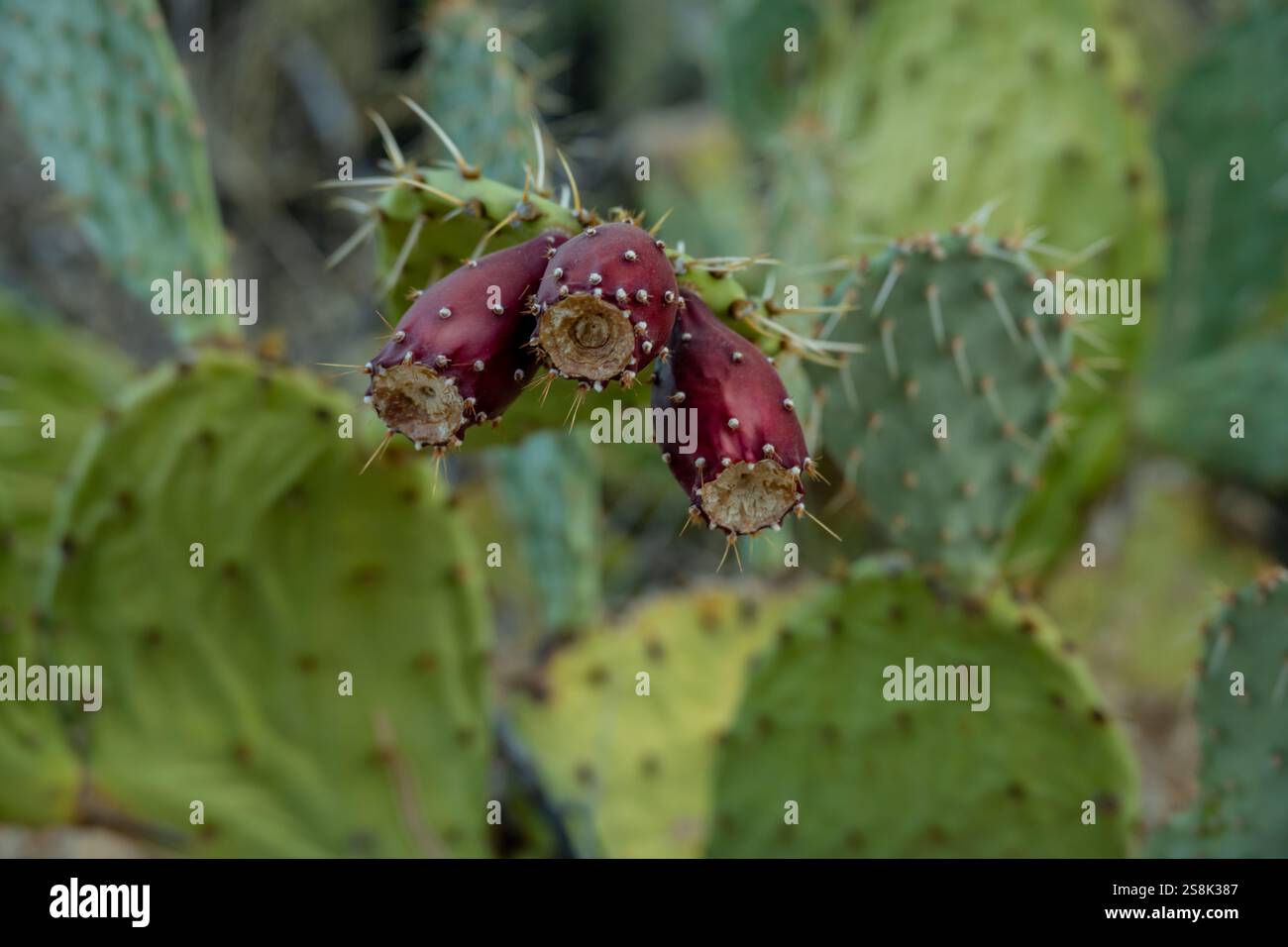 Three Tuna Cling To The Edge Of Prickly Pear Cactus in Saguaro National ...