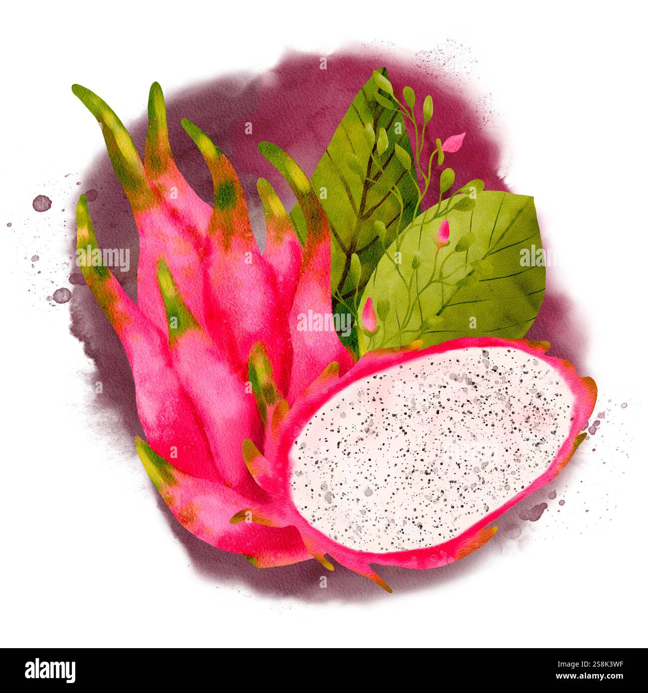 A beautifully colorful illustration of dragon fruit that showcases its ...