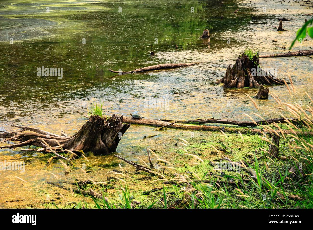 Dead trees with few branches hi-res stock photography and images - Alamy