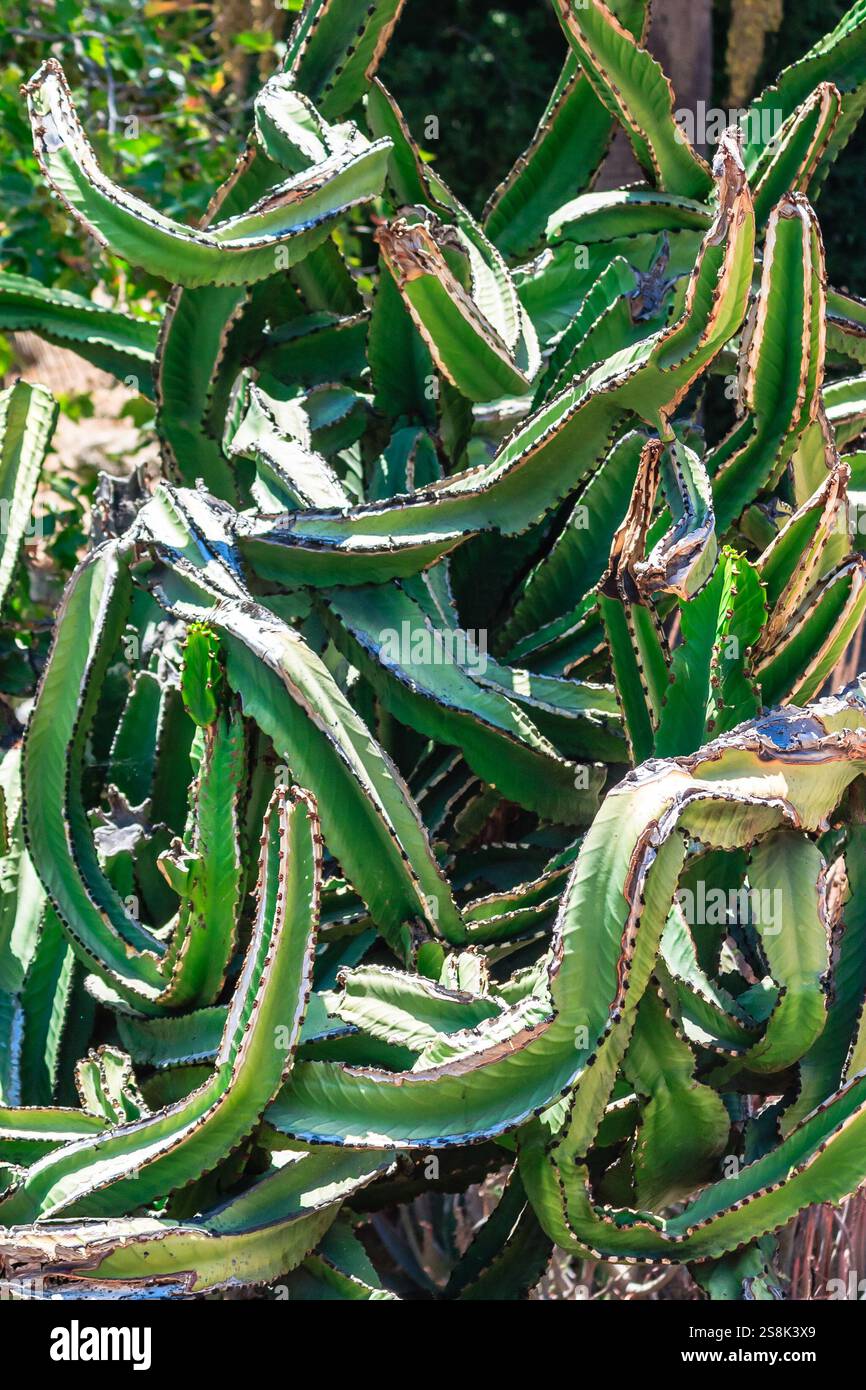 A bunch of green cactus plants with brown tips. The plants are tall and ...