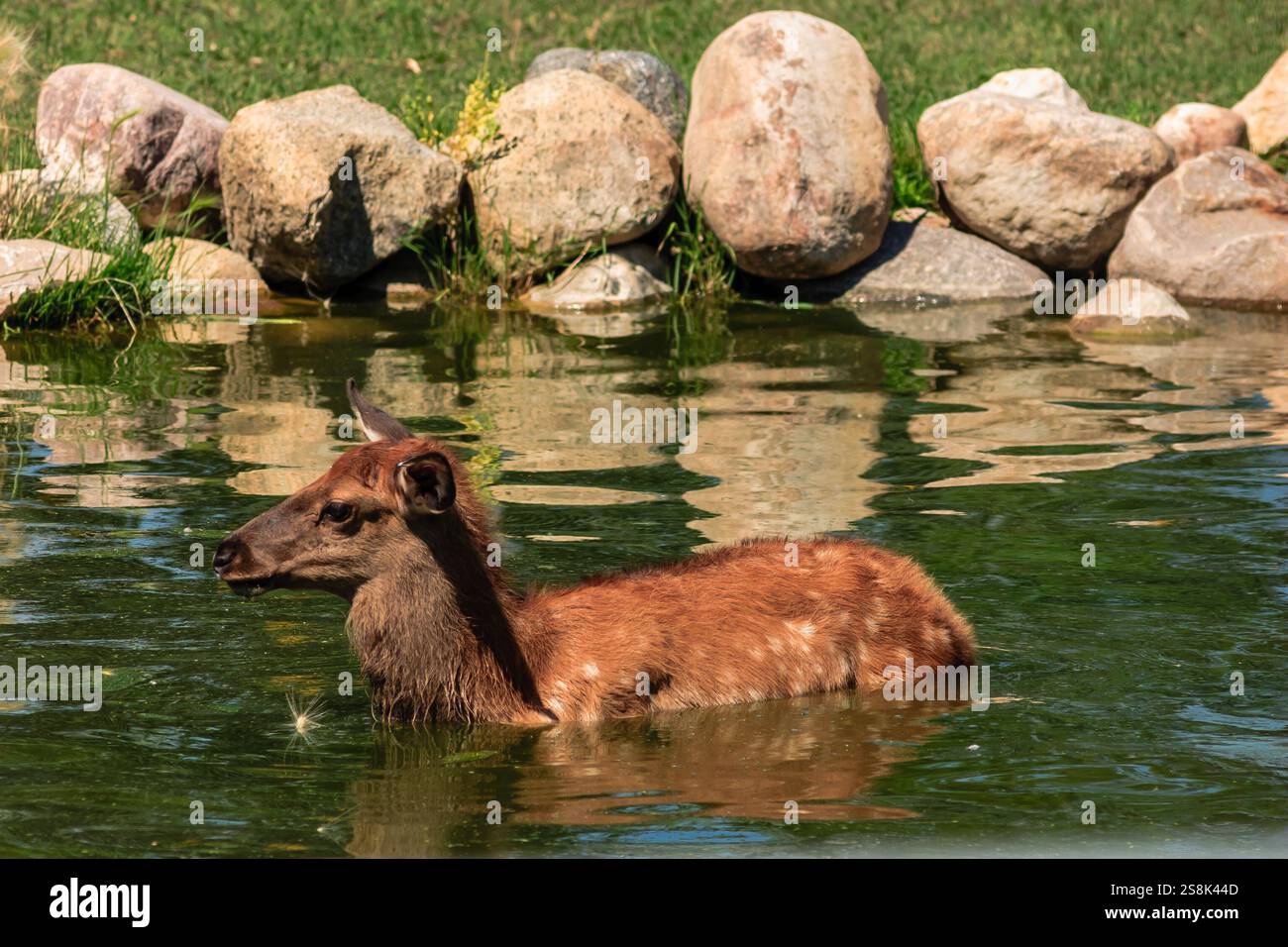 Group deer around lake hi-res stock photography and images - Alamy