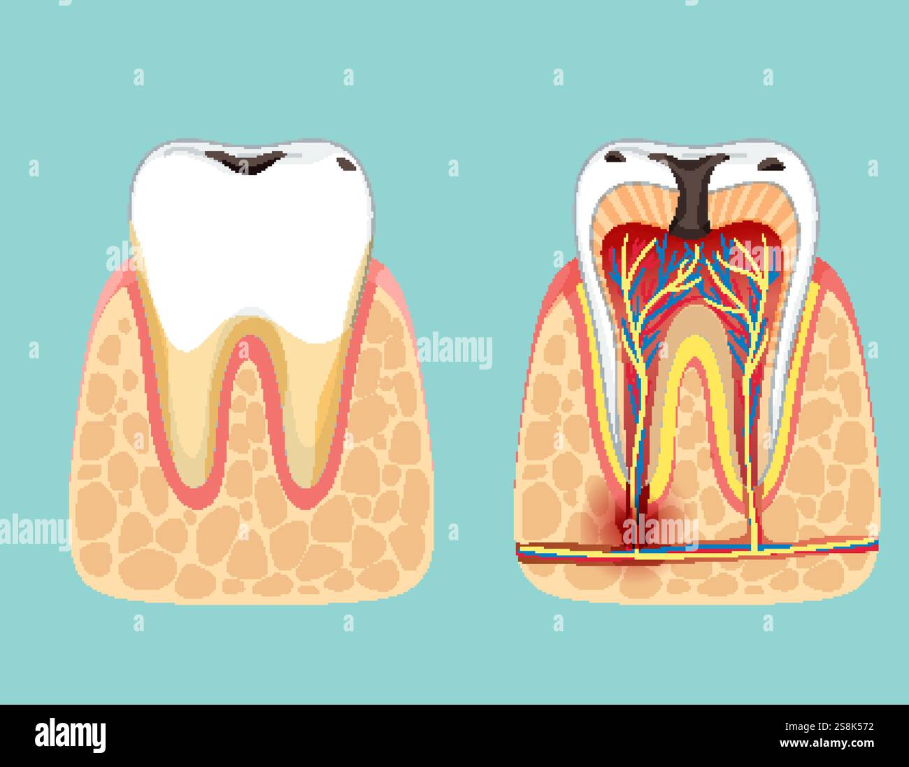 Detailed view of tooth structure and dental health Stock Vector Image ...