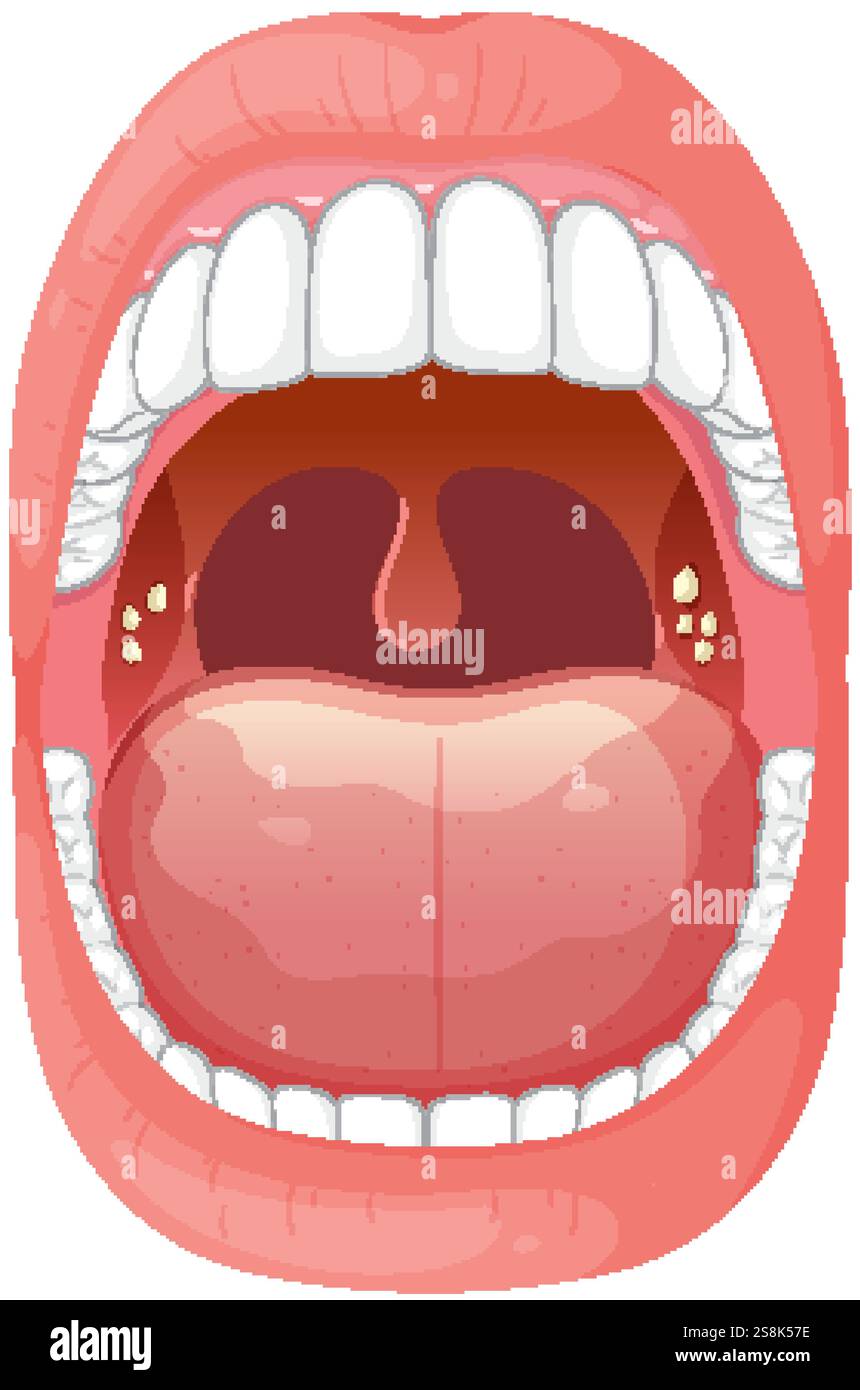 Detailed vector of human mouth and throat Stock Vector Image & Art - Alamy