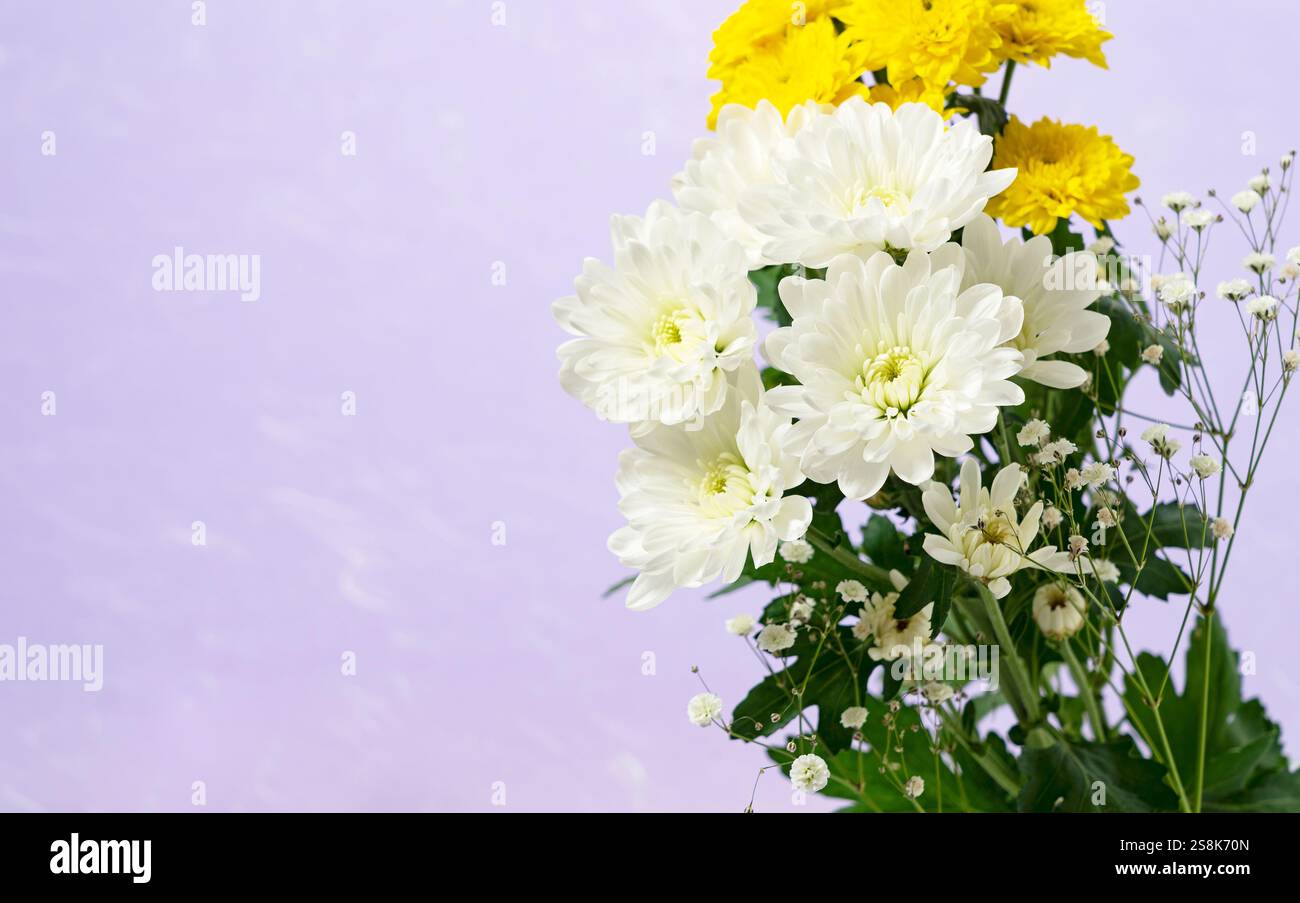 White and Yellow Chrysanthemums on a Purple Background - Japanese ...