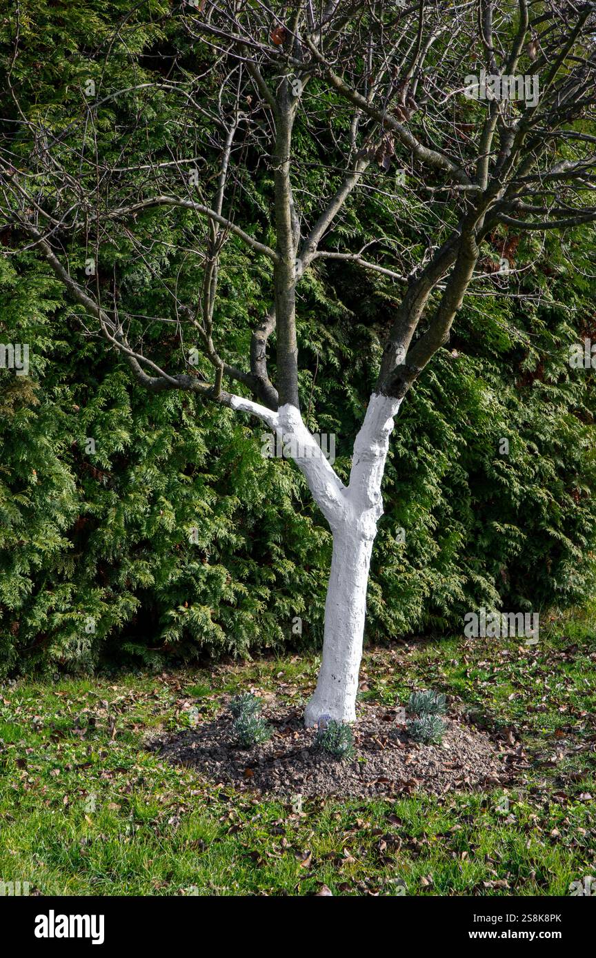 Whitewashed whitewash white wash hi-res stock photography and images ...