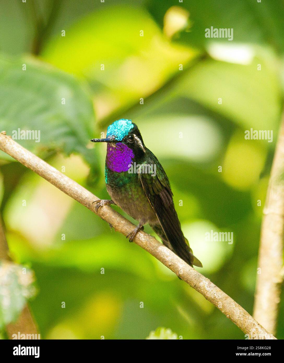 Hummingbird of panama hi-res stock photography and images - Alamy