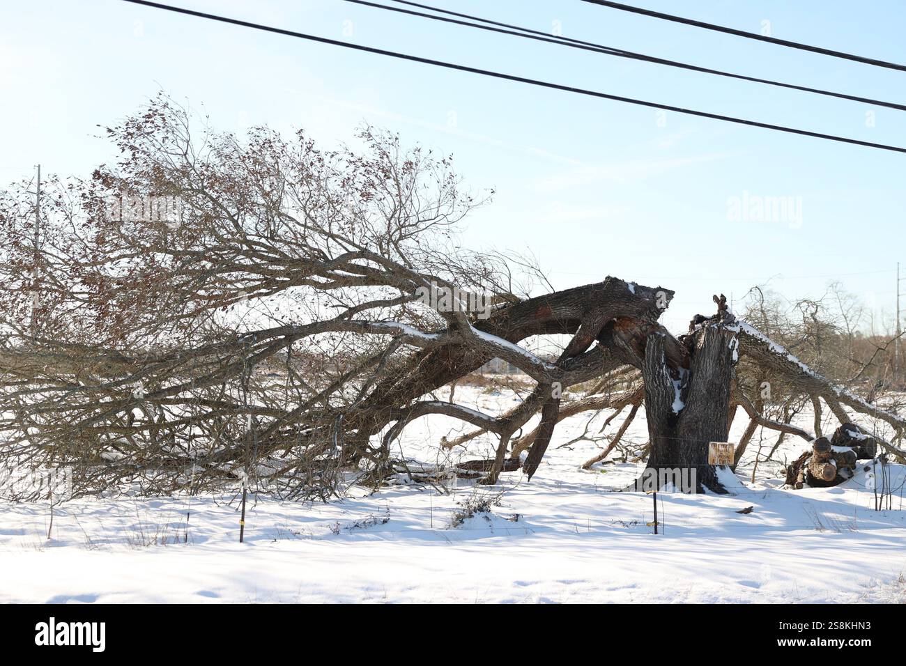 Snow cover a fallen tree from Winter Storm Enzo in a cow pasture near ...