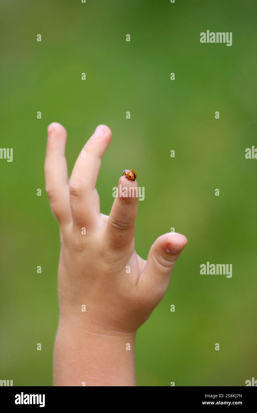 Little ladybug on a child’s hand Stock Photo - Alamy