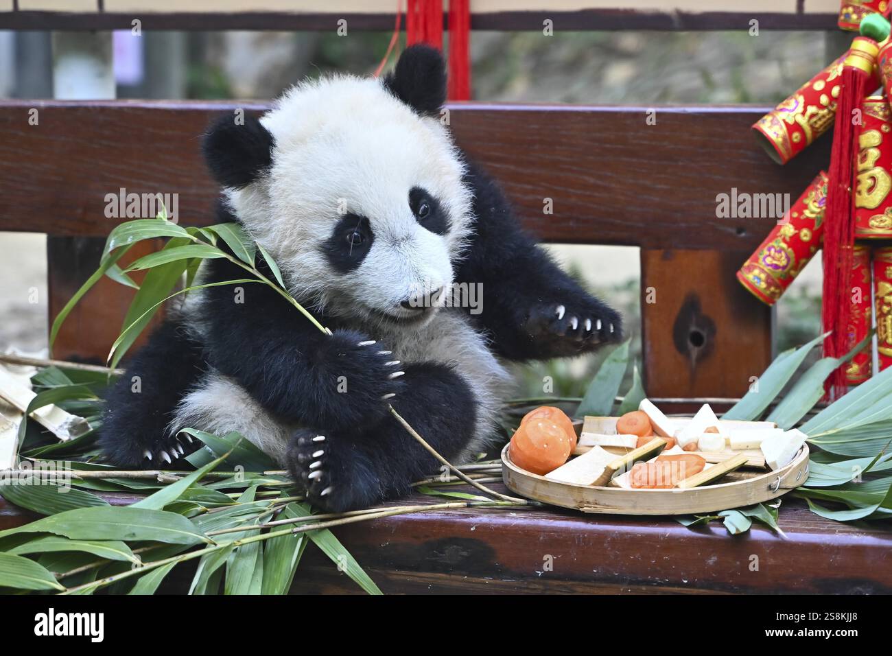 **CHINESE MAINLAND, HONG KONG, MACAU AND TAIWAN OUT** Giant panda cub ...