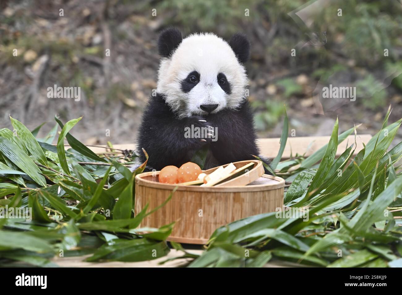 **CHINESE MAINLAND, HONG KONG, MACAU AND TAIWAN OUT** Giant panda cub ...