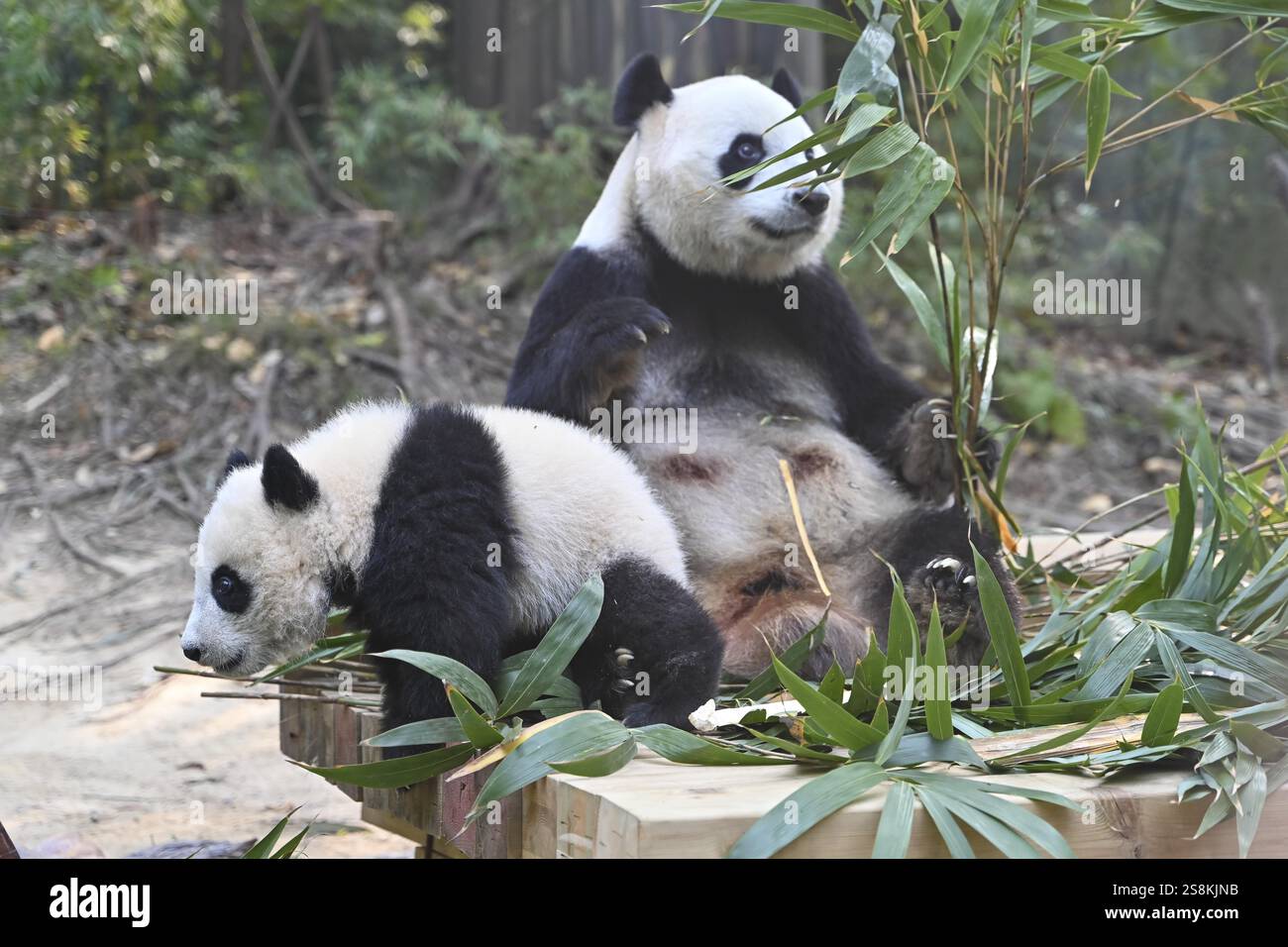 **CHINESE MAINLAND, HONG KONG, MACAU AND TAIWAN OUT** Giant panda cub ...