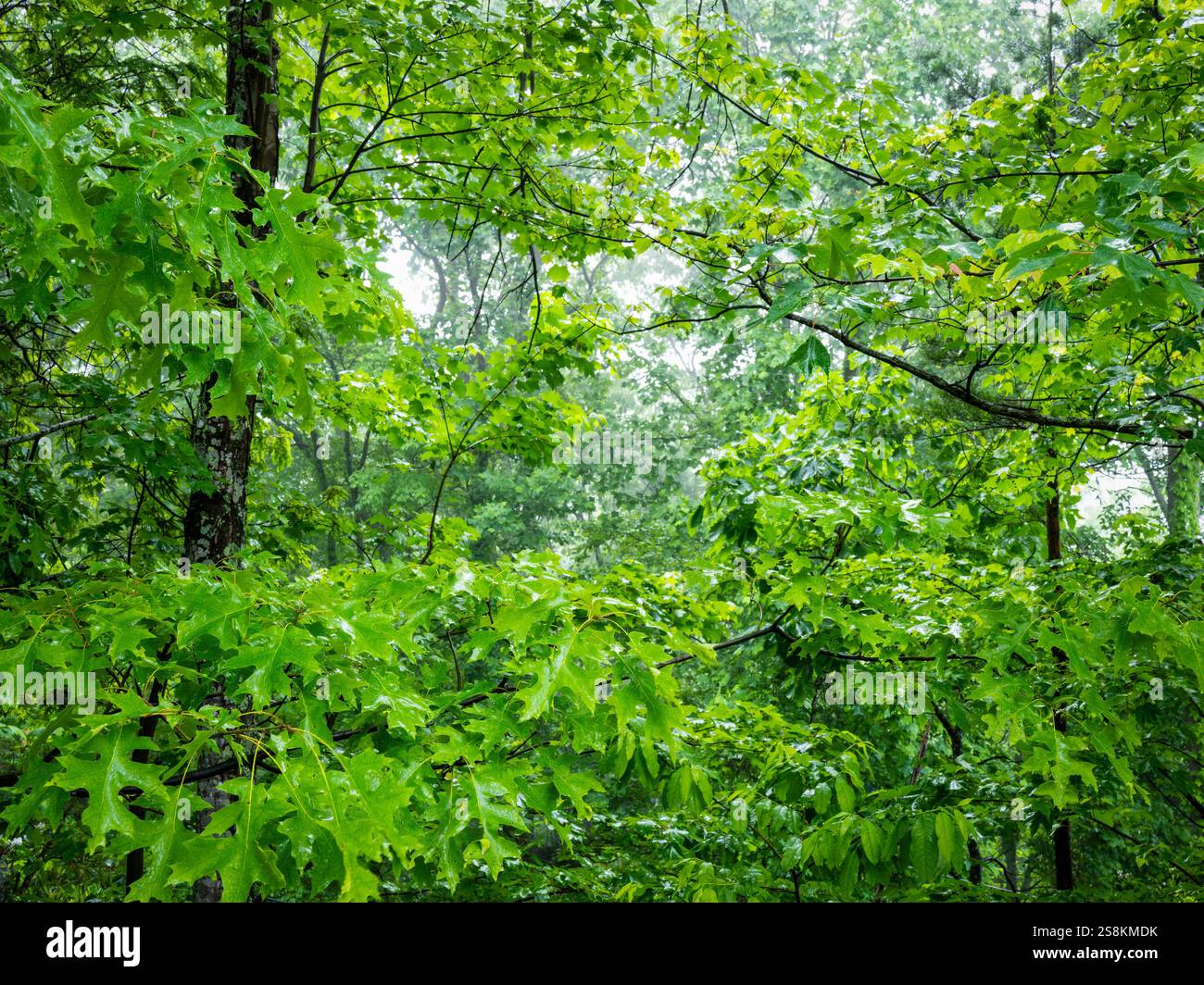 Oak trees in Smoky Mountains, Tennessee, USA Stock Photo - Alamy