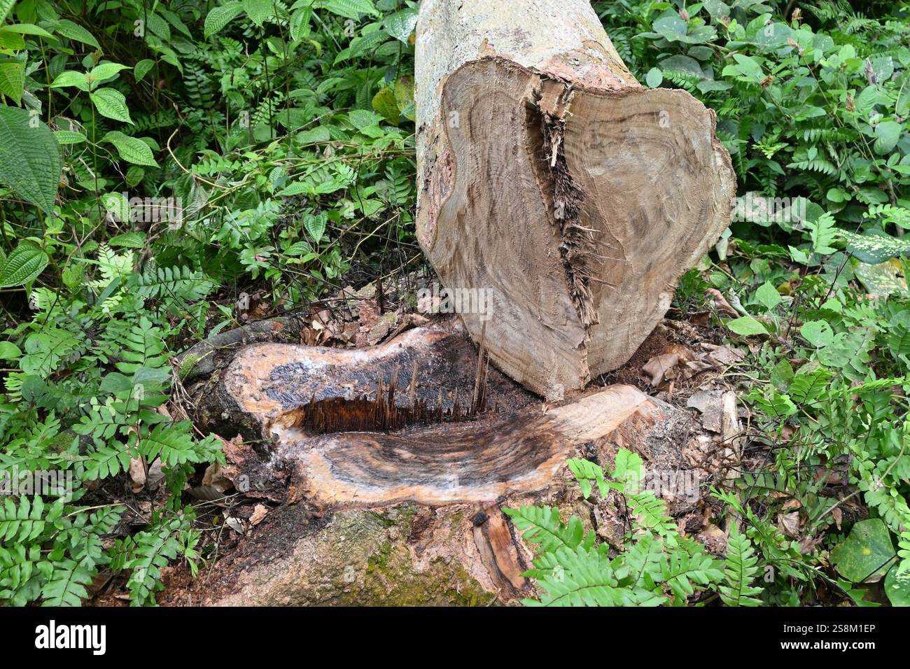 A view of a recently cut down Nedun tree stump (Pericopsis mooniana ...