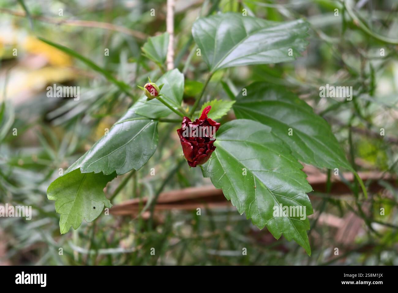 Wada mal hi-res stock photography and images - Alamy