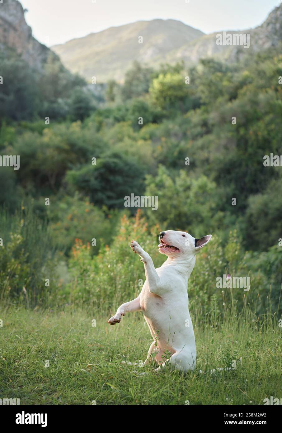 A white bull terrier stands upright on its hind legs in a grassy field ...