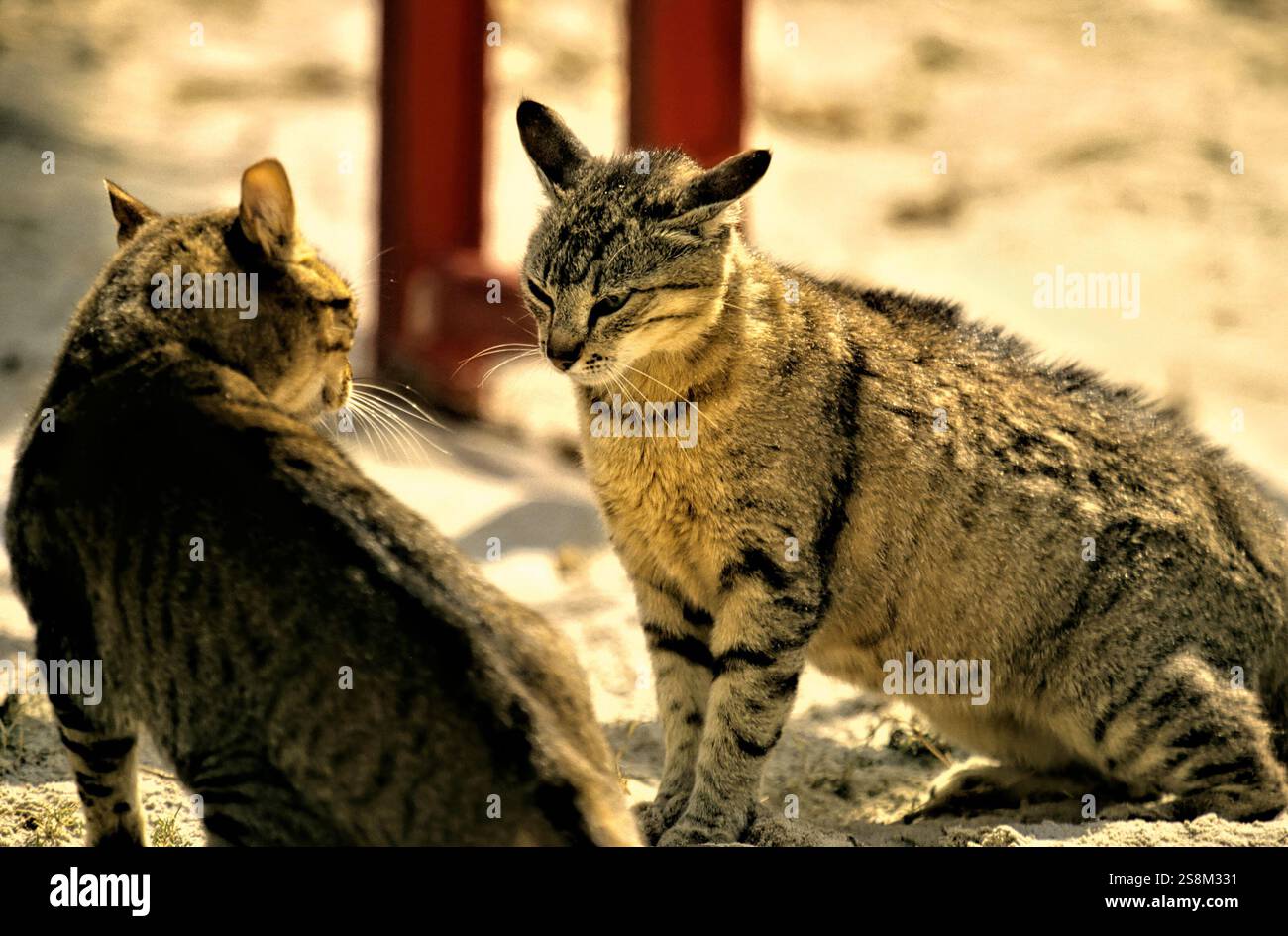 Domestic cats fighting Stock Photo - Alamy