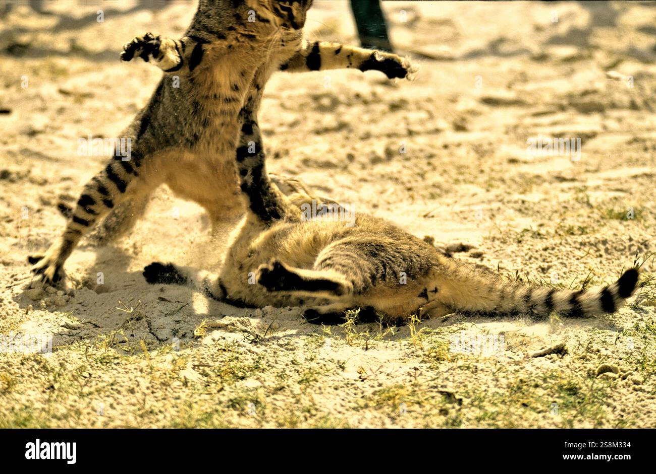 Domestic cats fighting Stock Photo - Alamy