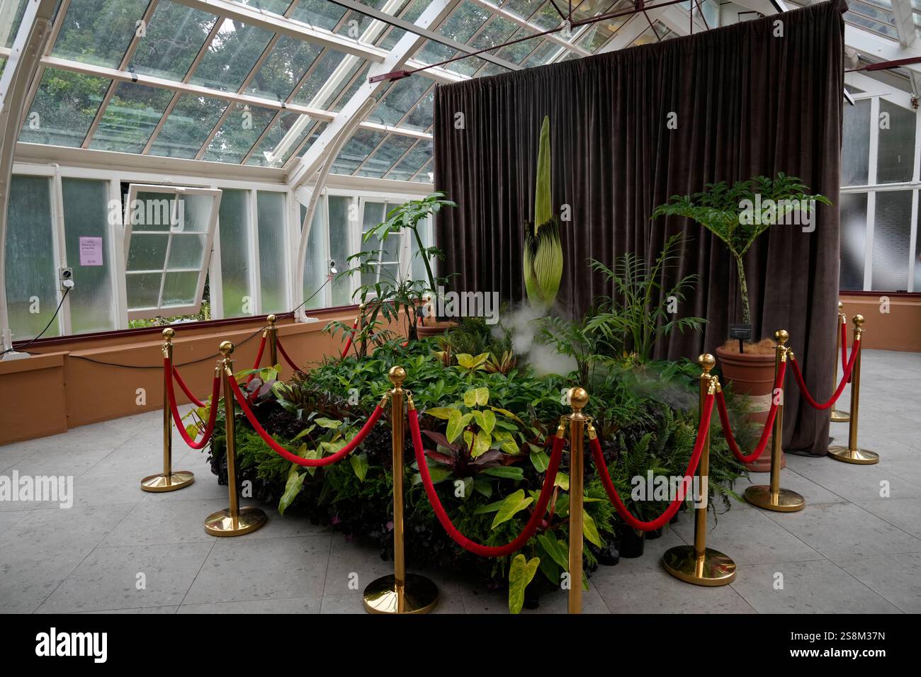 An endangered plant known as the "corpse flower" for its putrid stink ...