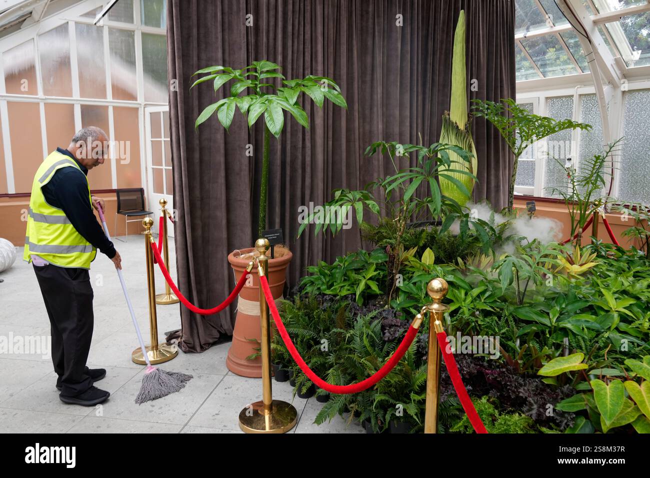 A man uses a mop to soak up water from the plants where an endangered ...
