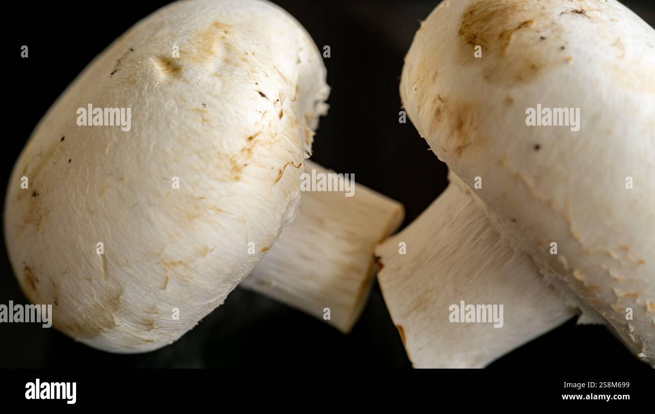 Fresh white mushroom button (Agaricus bisporus) close up Stock Photo ...