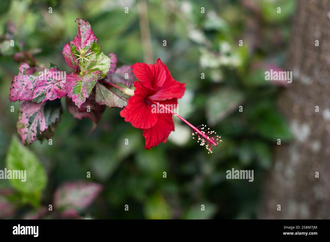 Close up of a red color hibiscus (bunga raya) flower which is the ...