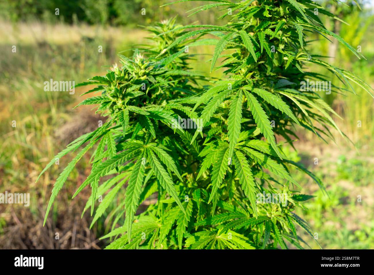 Weed plants bright green during hi-res stock photography and images - Alamy