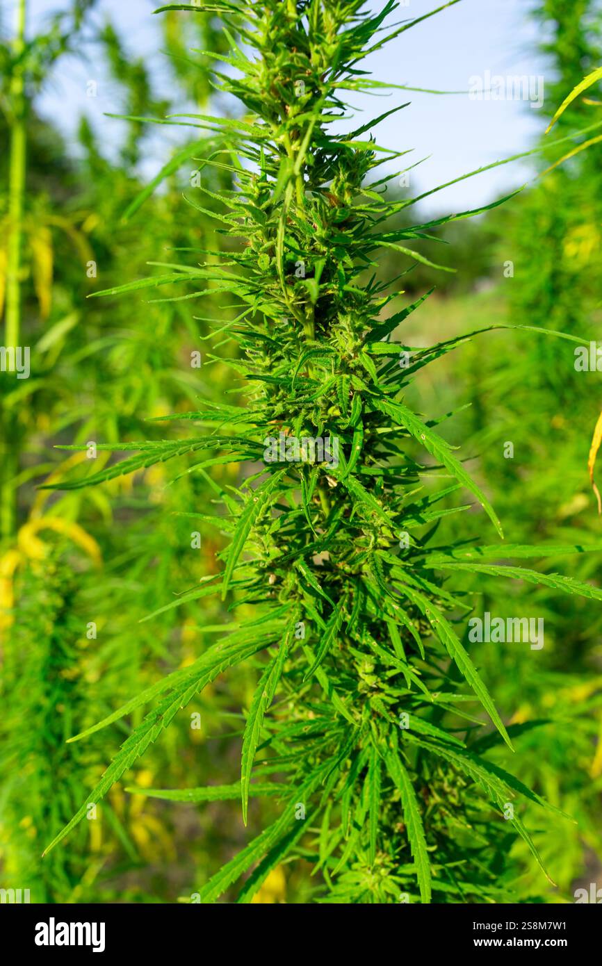 Green cannabis plants flourish under bright sunlight in a field. Their ...