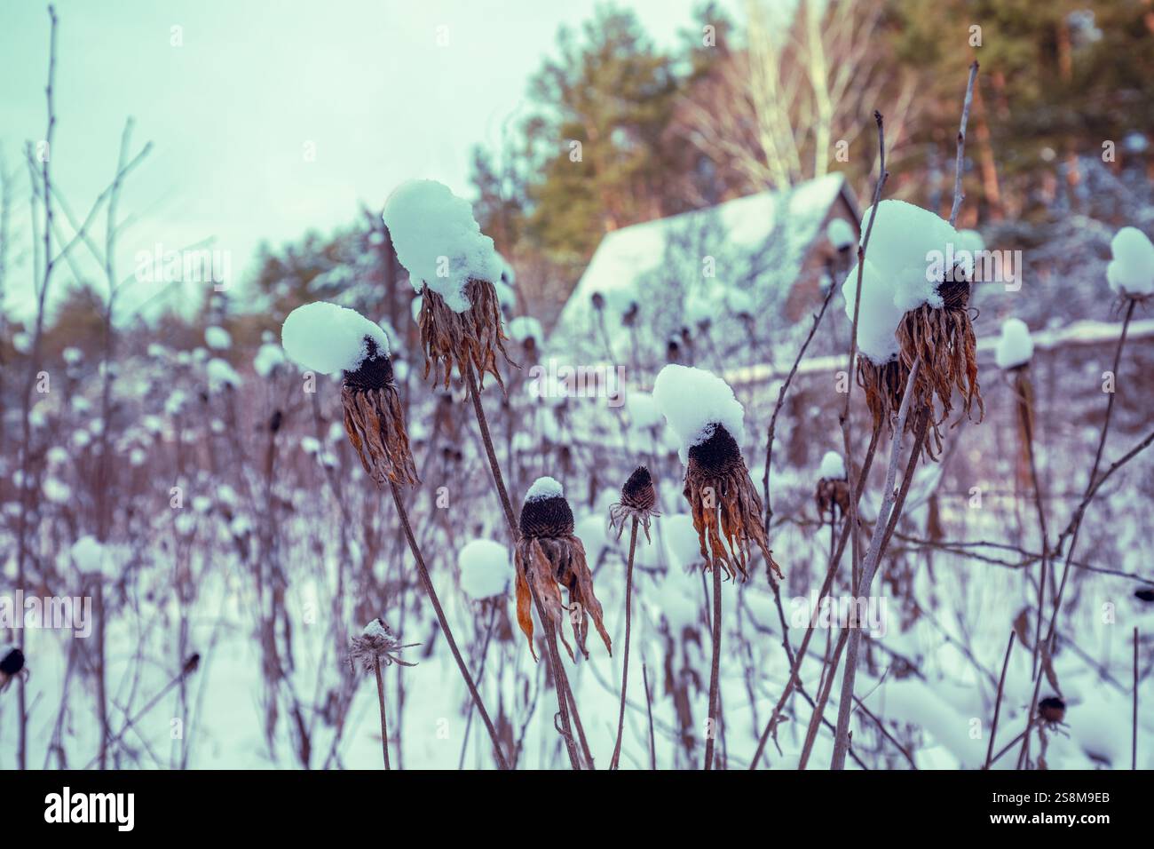 Village in the forest in snowy winter. Snow on dried flowers Black-eyed ...