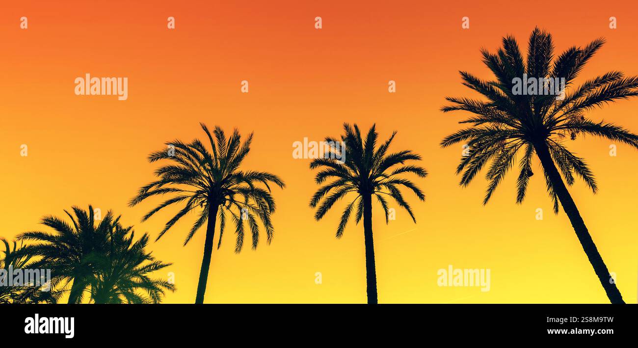 Row of tropical palm trees against a sunset sky. Silhouette of tall ...