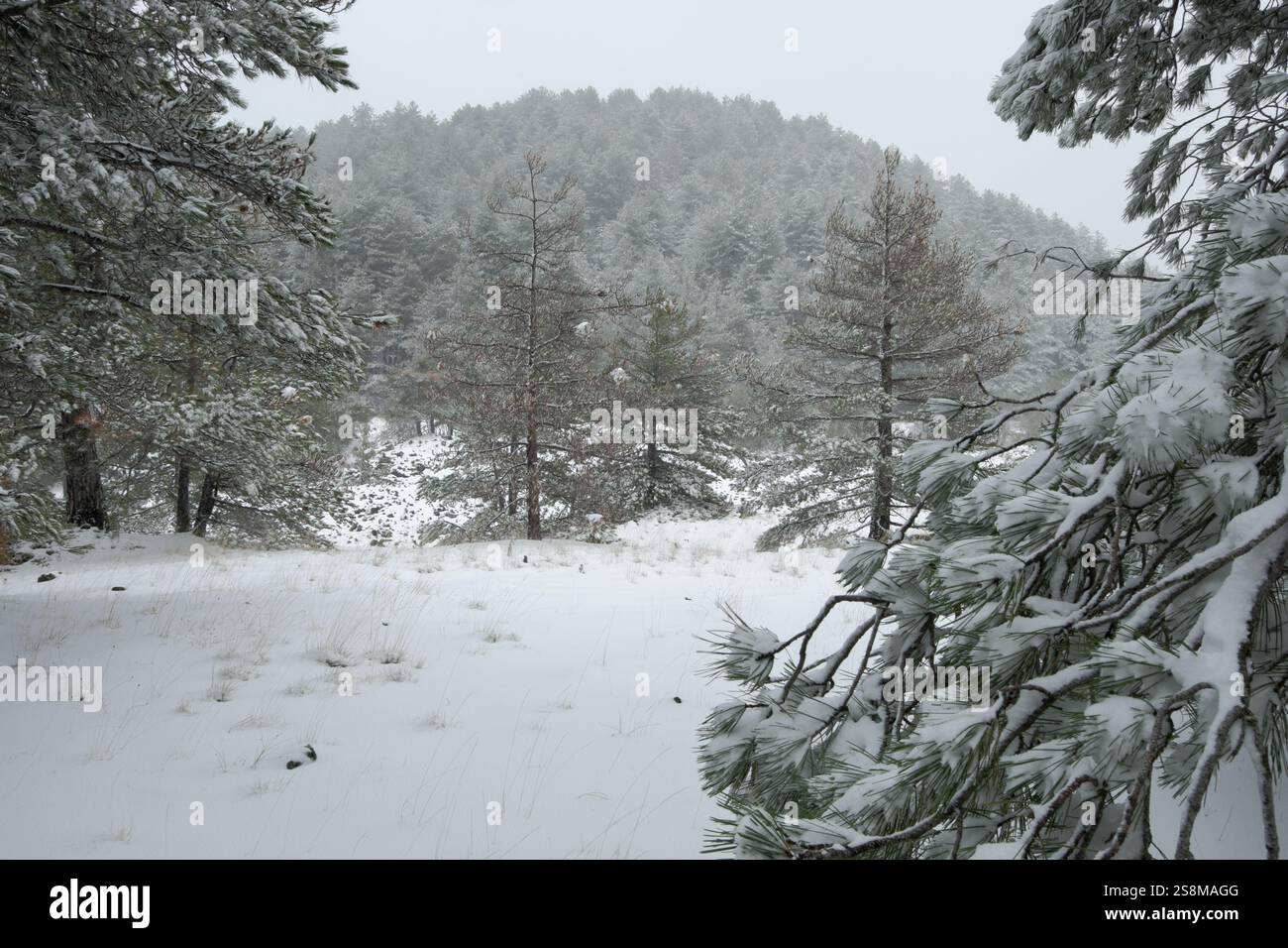 snowstorm on a Pinus Nigra forest in Etna Park, Sicily, Italy Stock ...