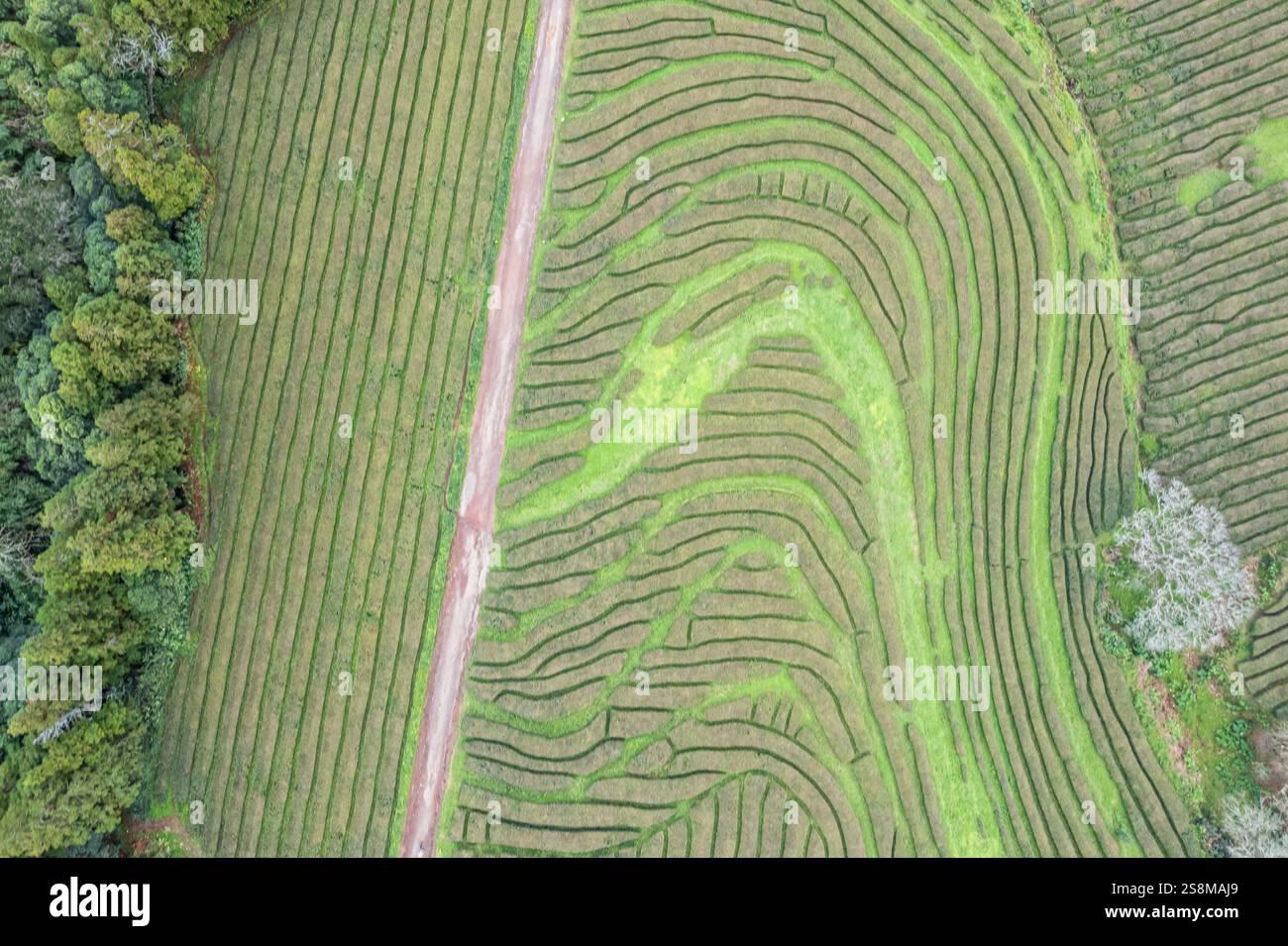 Drone view gorreana tea plantation hi-res stock photography and images ...