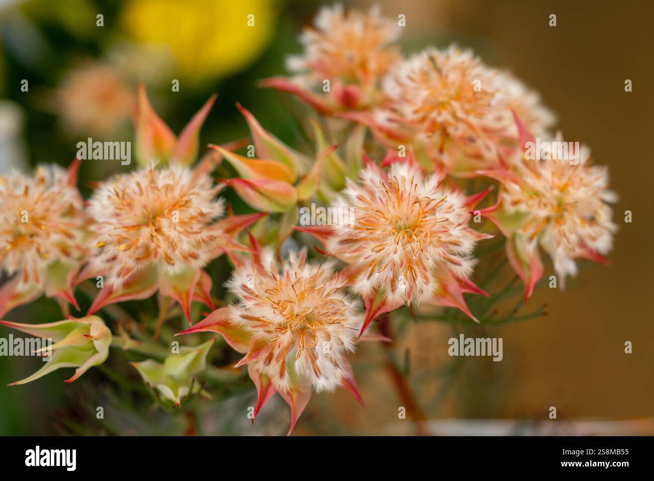 Blushing bride protea hi-res stock photography and images - Alamy
