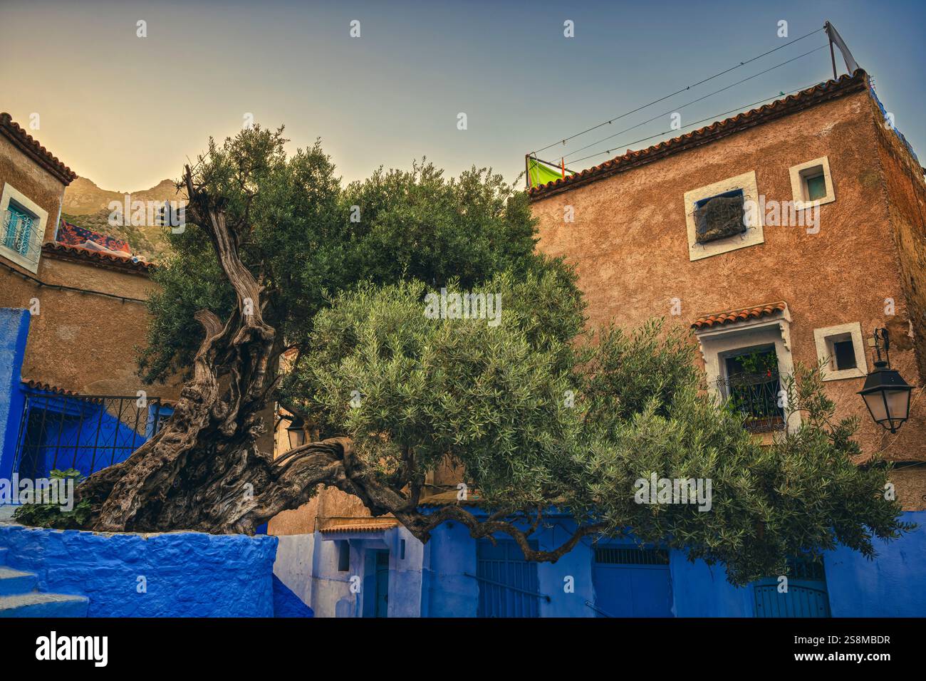 Thousand-year old olive tree inside the Chefchaouen Medina, Morocco ...