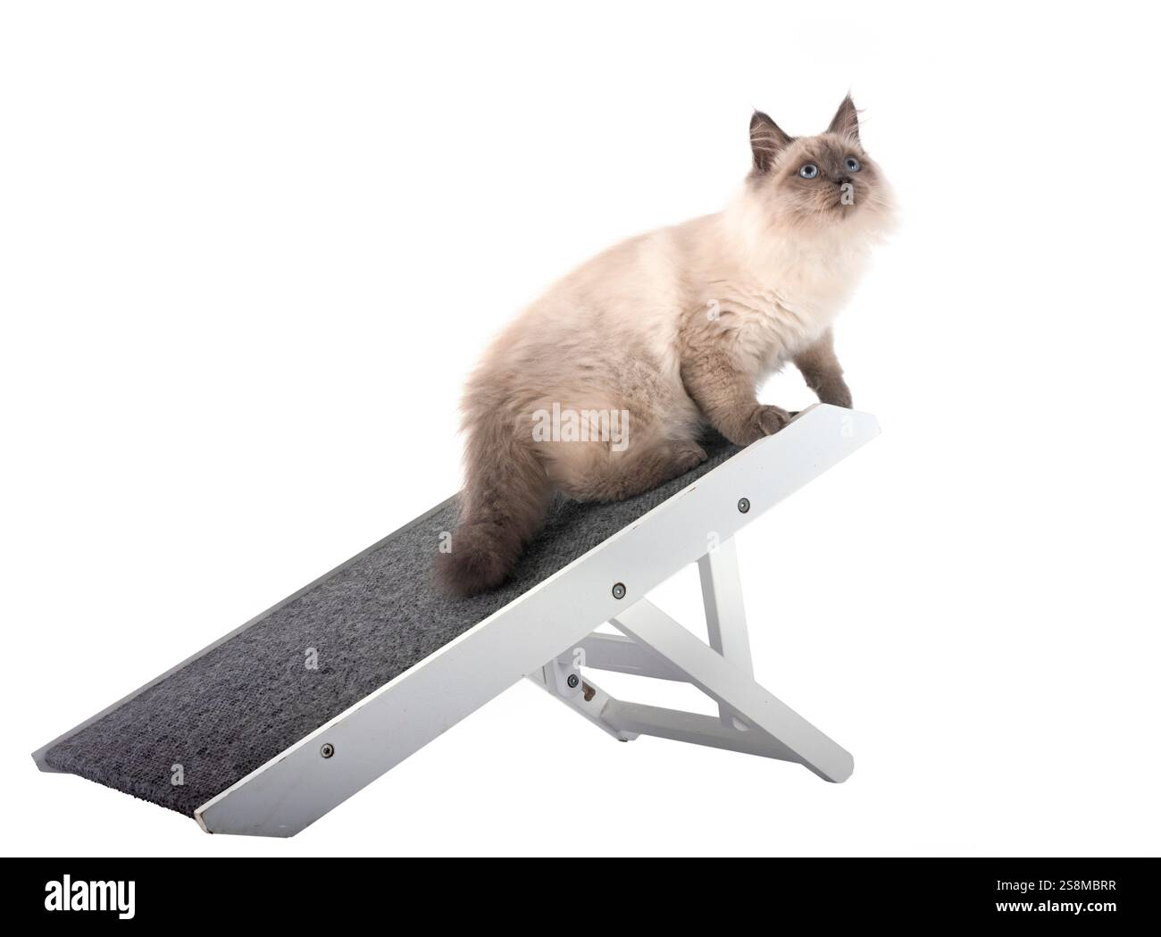 access ramp for dog or cat in front of white background Stock Photo - Alamy
