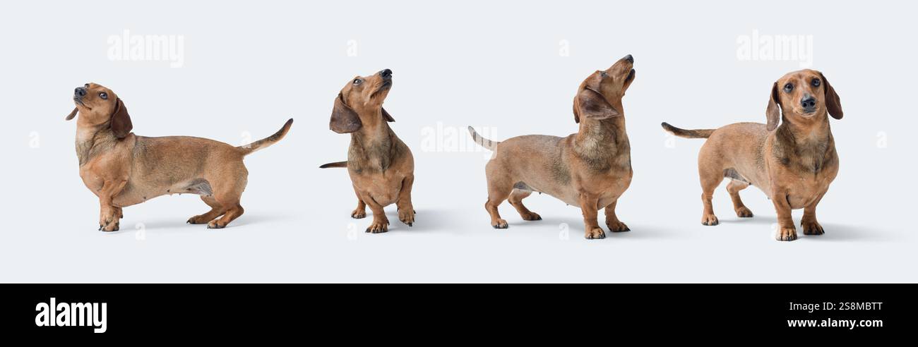 Set of Dachshund dog portraits in various poses, isolated on white ...