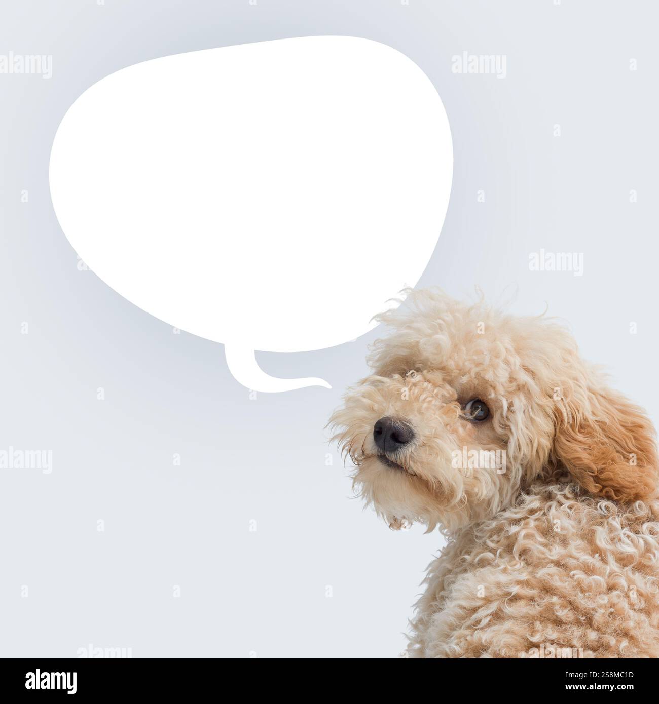 Adorable dog talking and blank speech bubble, pets and domestic animals ...