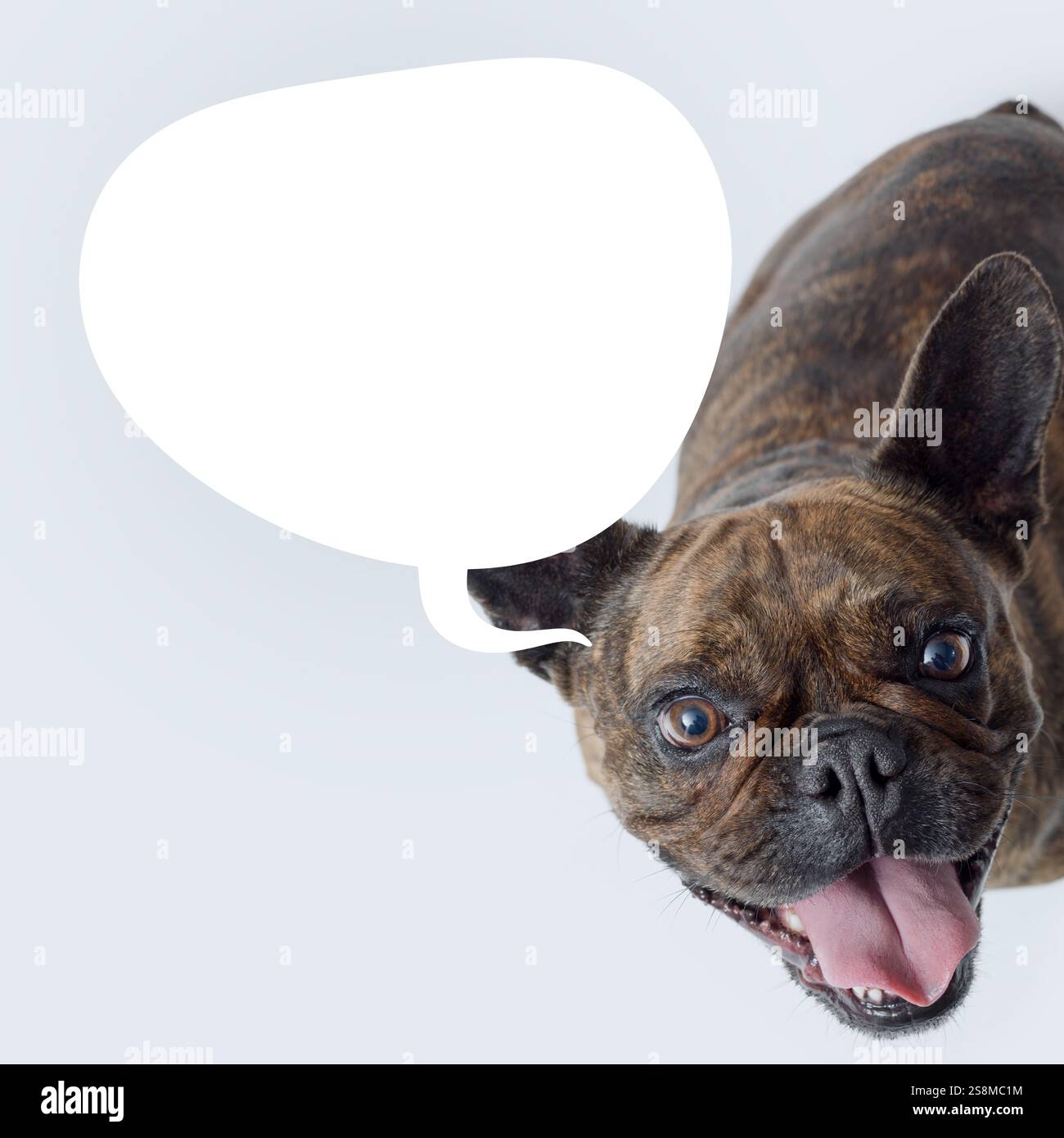 Funny dog talking and blank speech balloon, domestic animals talking ...