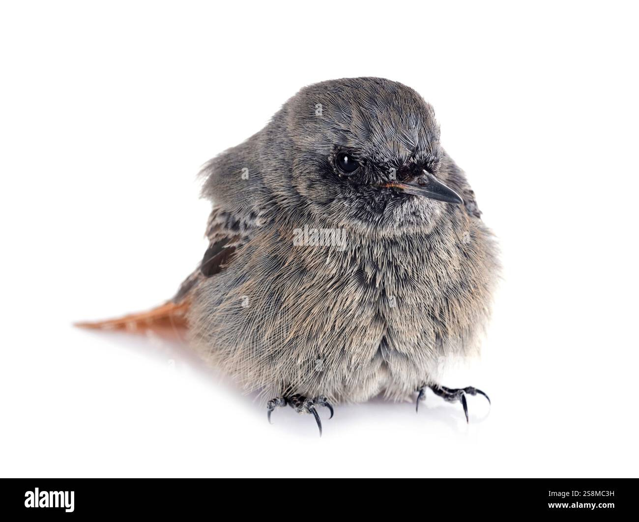 Redstart bird Cut Out Stock Images & Pictures - Alamy