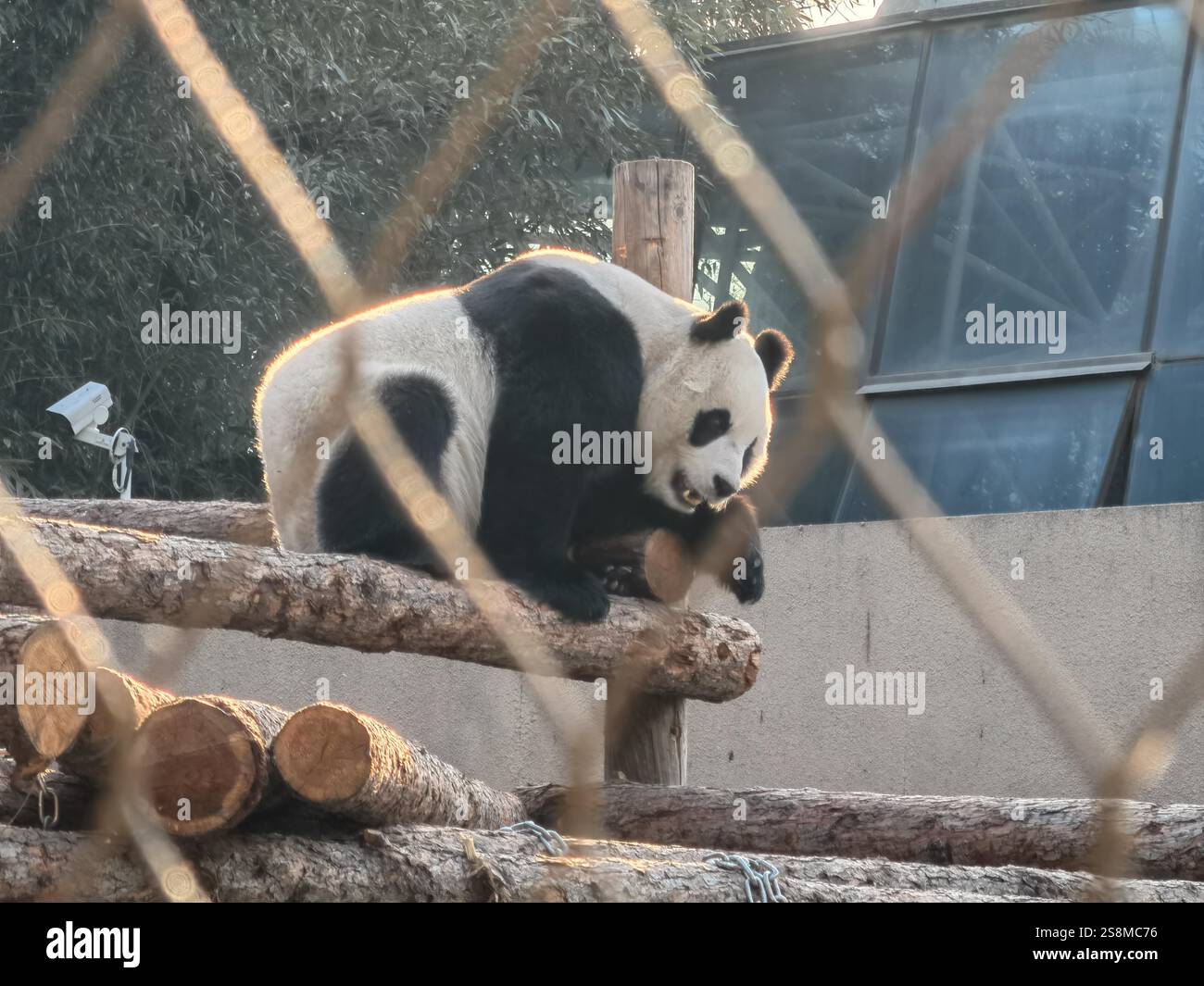 Giant panda Fu Xing enjoys winter time at Beijing Zoo, Beijing, China ...